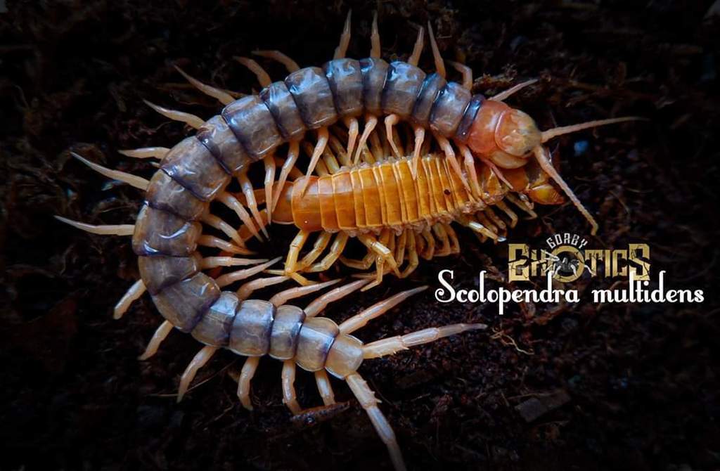 Scolopendra multidens from Ilocos Sur on January 25, 2019 at 09:23 PM ...