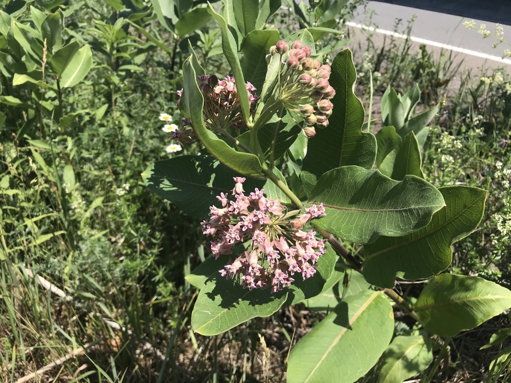 common milkweed from Sunset Dr, Fredericton, NB, CA on July 3, 2020 at ...