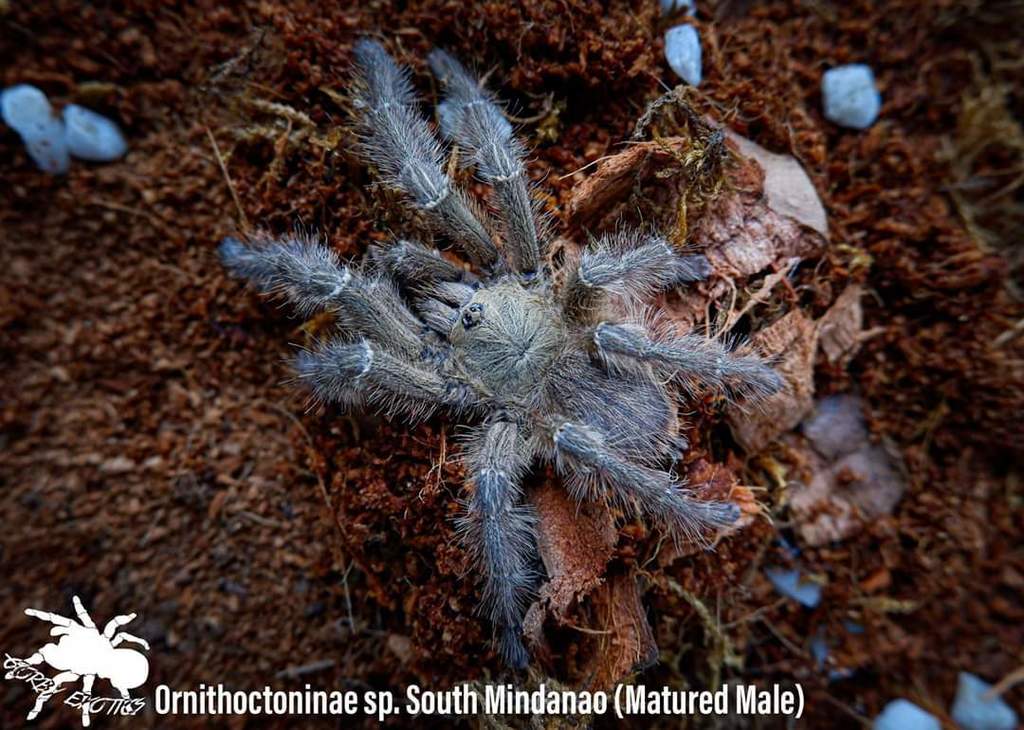 Southeast Asian Tarantulas from Mindanao on April 23, 2019 by Gorby ...