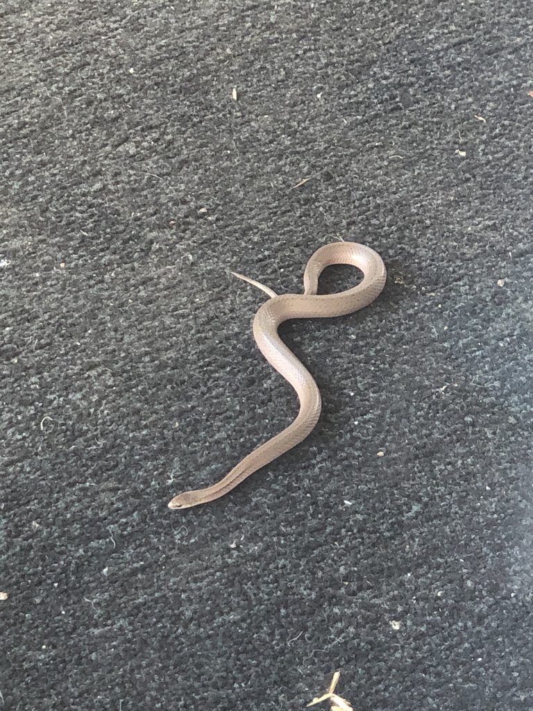 Smooth Earthsnake from Sissone Dr, Louisville, KY, US on July 9, 2020 ...