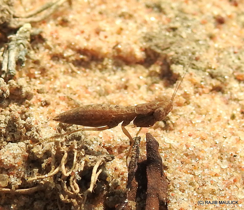 Gonypetyllis semuncialis from Bardhaman, West Bengal, India on June 9 ...