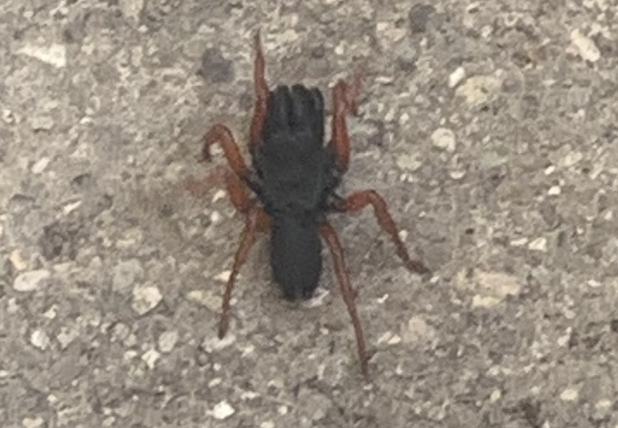 Red-legged Purseweb Spider from Woodgate Rd, Cincinnati, OH, US on July ...