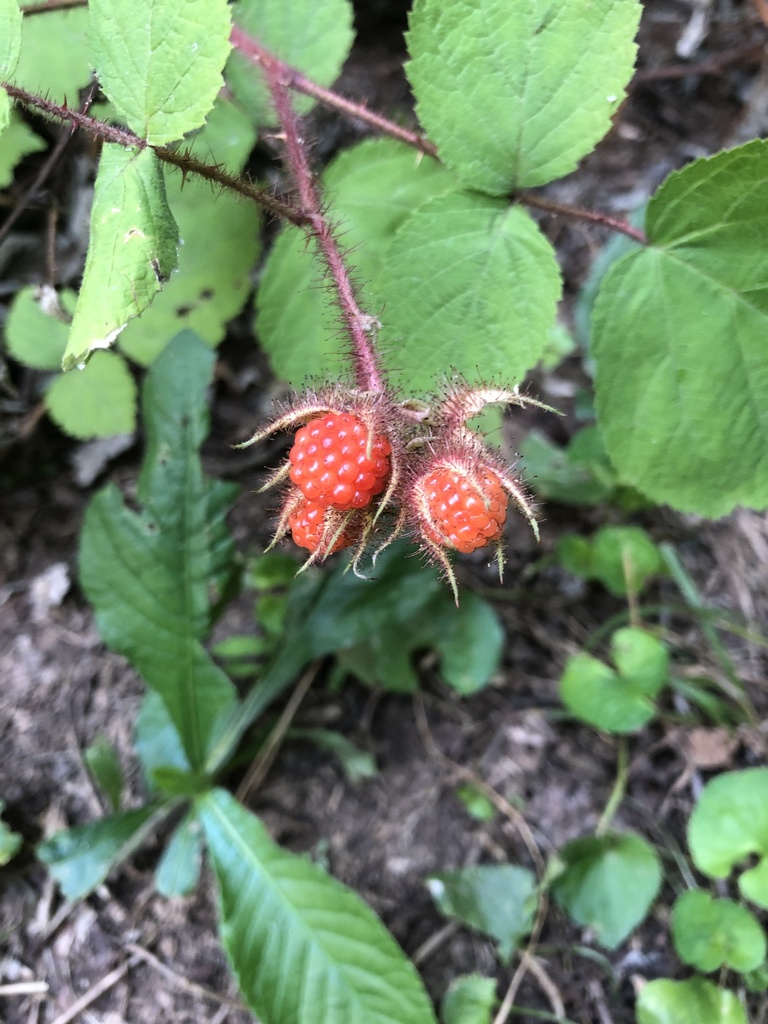 wineberry from Blue Coat Dr, Fairfax, VA, US on July 4, 2020 at 02:56 ...