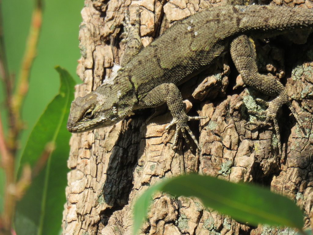 Northern Mesquite Lizard from Parque Ecológico de Xochimilco, Ciudad de ...