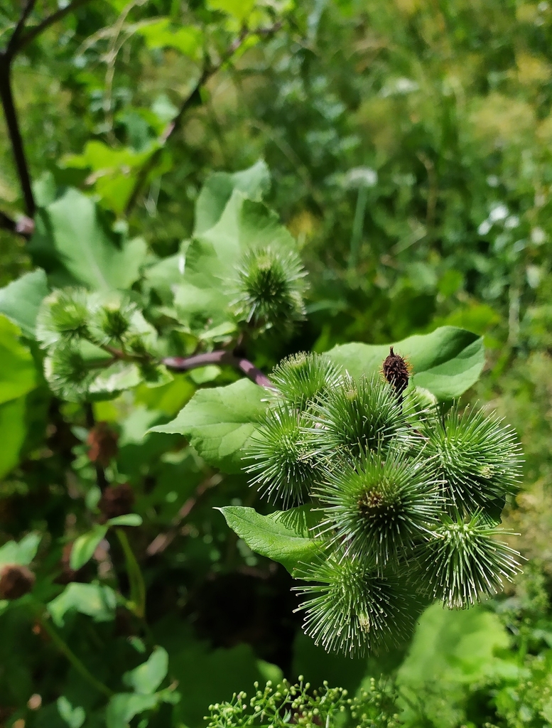 greater burdock from Фрунзенский район, Минск, Беларусь on July 8, 2020 ...