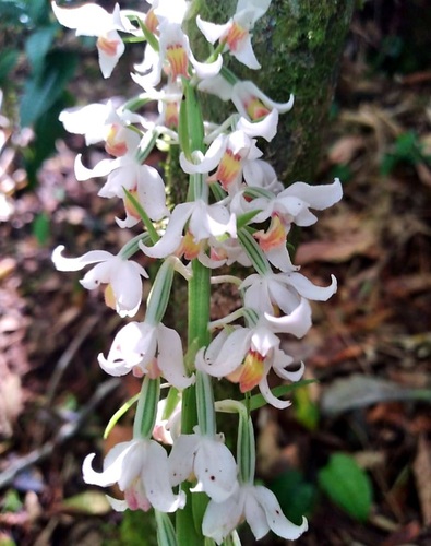 (Calanthe calanthoides)