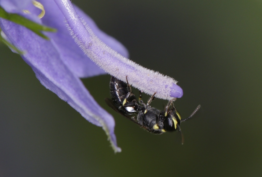 Prosopis in July 2020 by Dawn Weber · iNaturalist