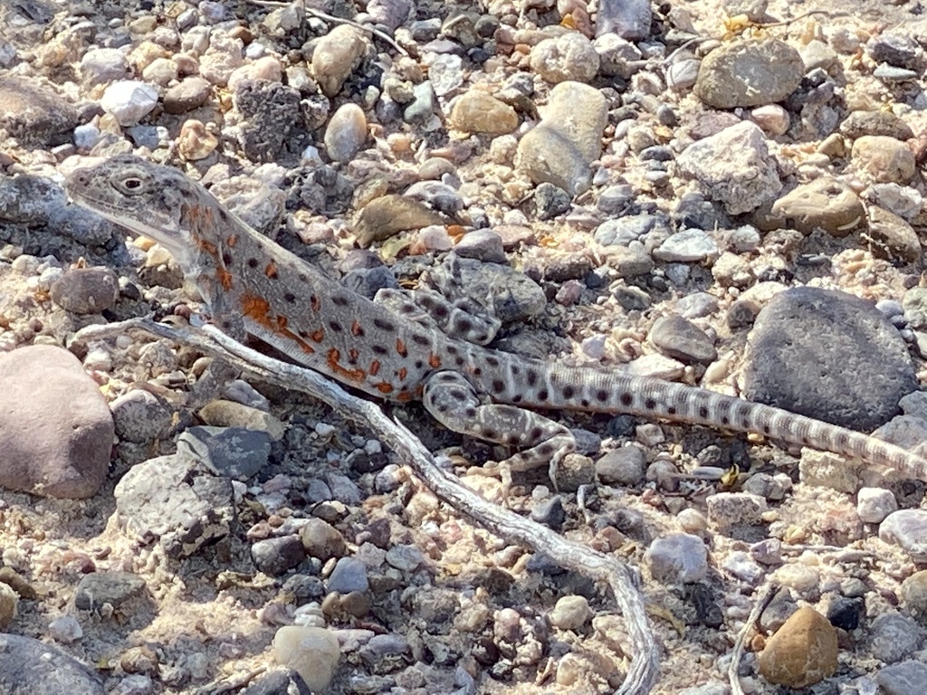 Long-nosed Leopard Lizard from Anthony, NM, US on July 9, 2020 at 10:25 ...