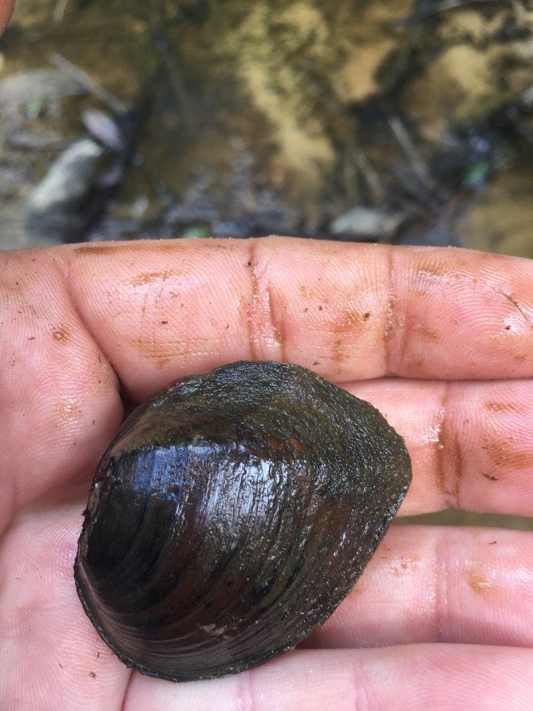 Wabash Pigtoe from Fort Polk, Pitkin, LA, US on June 20, 2020 at 11:11 ...