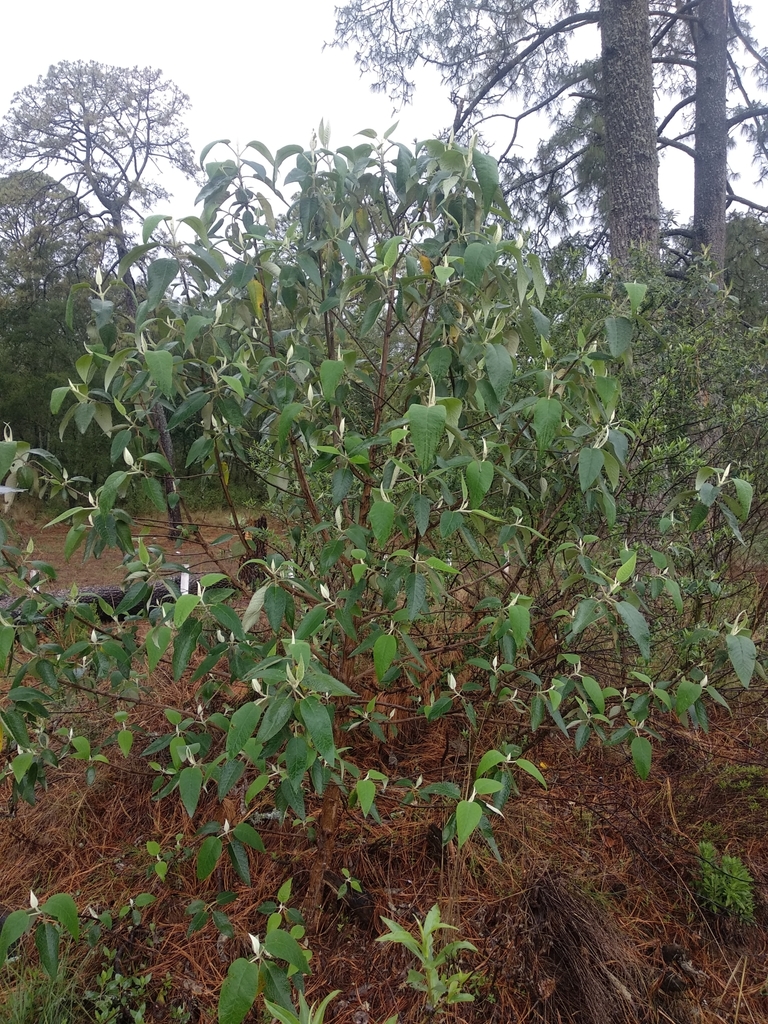 tepozan from Jocotitlán, Méx., México on July 08, 2020 at 05:17 PM by ...