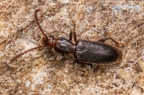 Shorthorned Flat Beetle (Cryptamorpha brevicornis) · iNaturalist