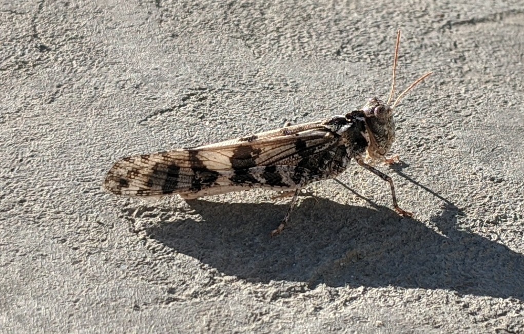 Spurcate Grasshopper from Forest Ave & Temperance Way, Chico, CA 95928 ...