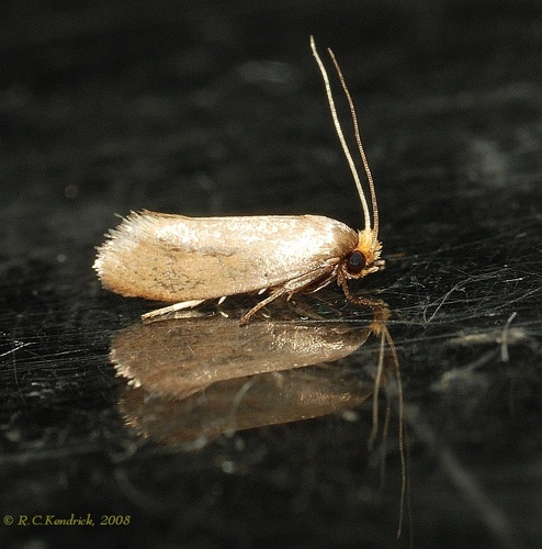 género Edosa · NaturaLista Colombia