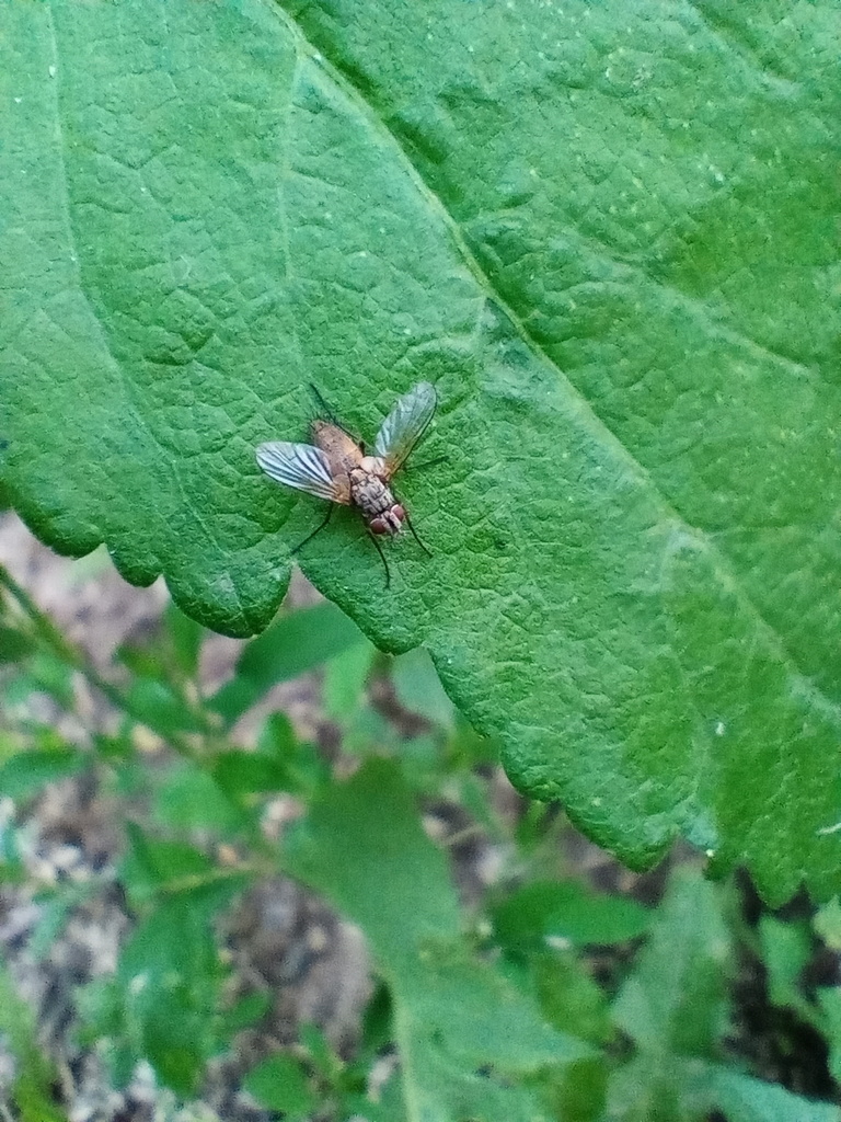 Calyptrate Flies from Респ. Башкортостан, Россия, 450006 on July 10 ...