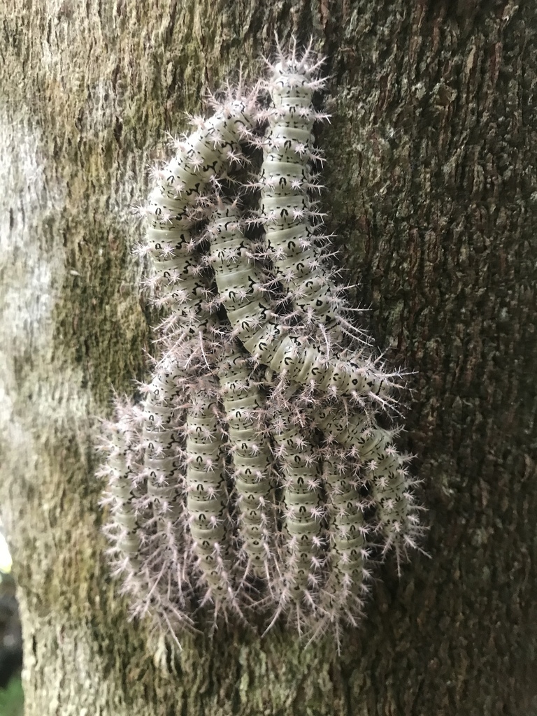 Dirphia from Fondes Amandes Road, Trinidad and Tobago, TT on July 10 ...
