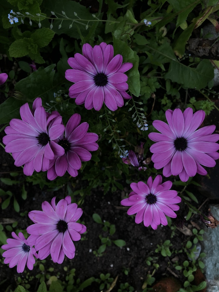 Afro-Australian daisies from Western Washington University, Bellingham ...