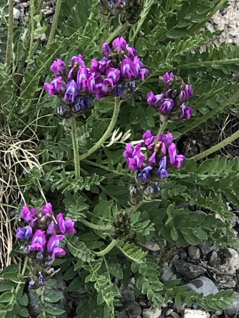 boreal locoweed from Spray Valley, CA-AB-FN, CA-AB, CA on July 9, 2020 ...