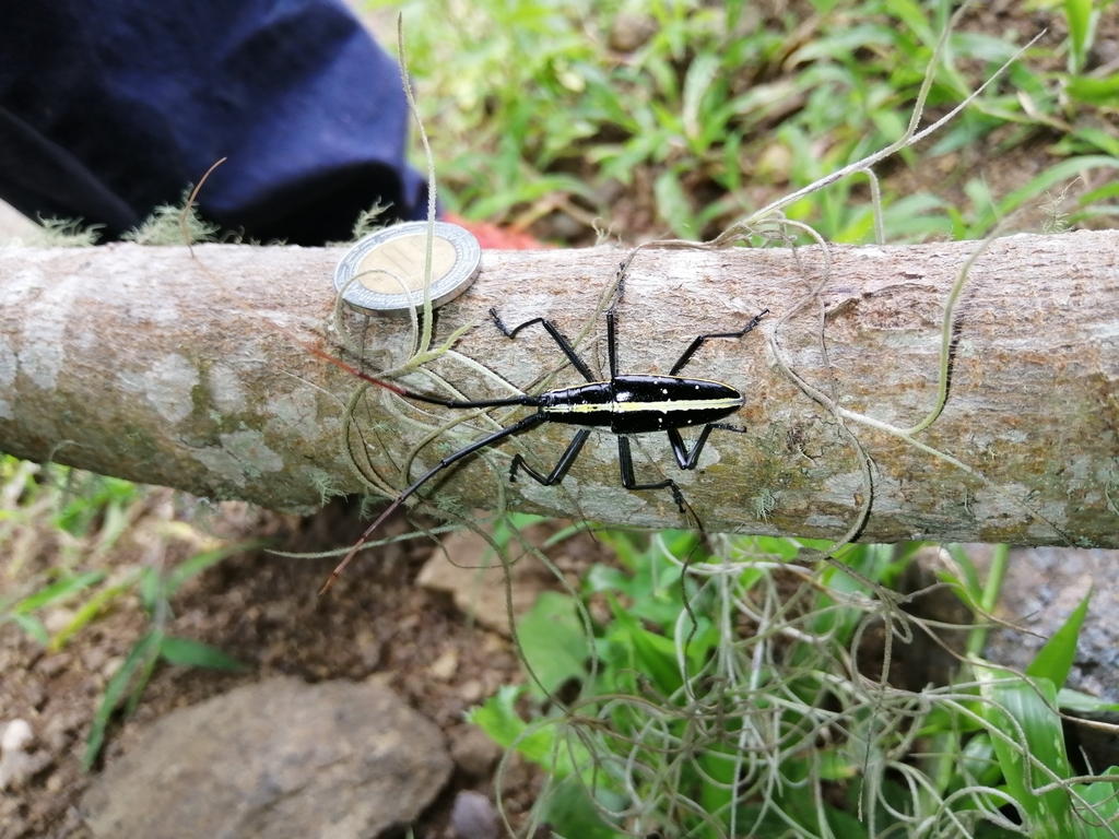 Ptychodes politus from Chiconquiaco, Ver., Mexico on July 08, 2020 at ...