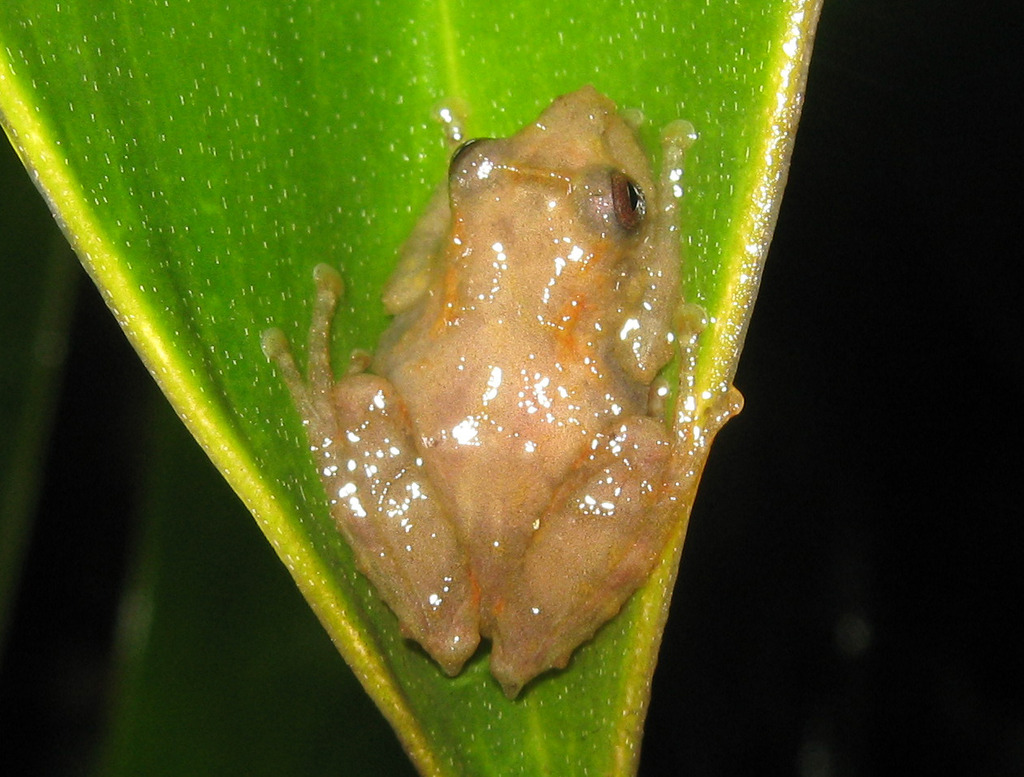 Pristimantis myops by jhon_sarria · iNaturalist