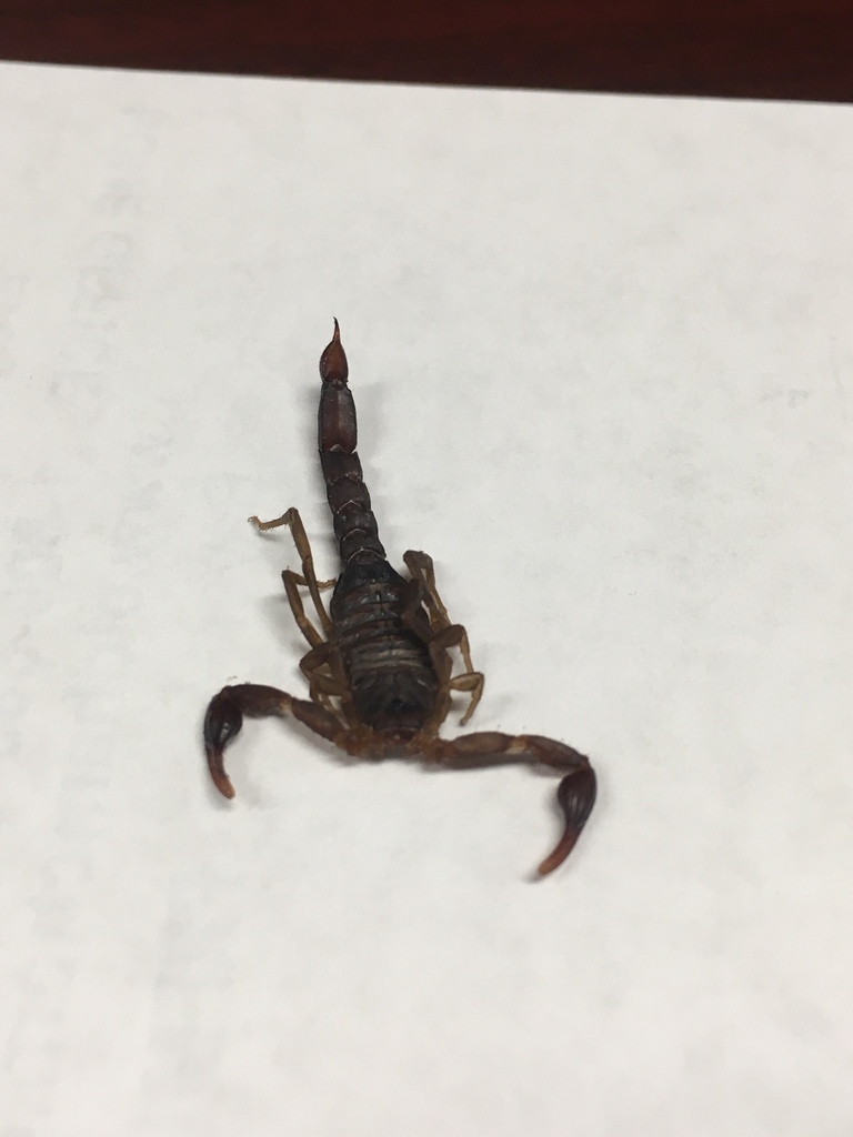 Southern Devil Scorpion from 100–298 W Chester Ave, Middlesboro, KY, US ...