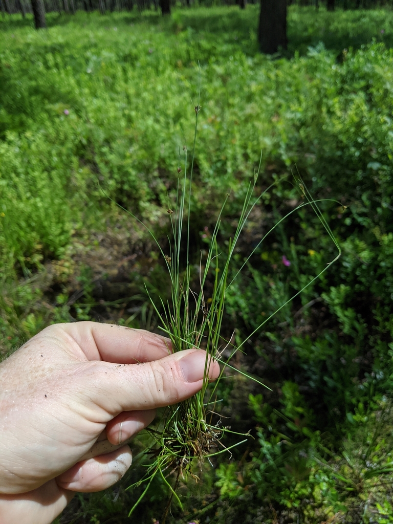 Savannah Beakrush in July 2020 by Eric Ungberg. Tentative determination ...