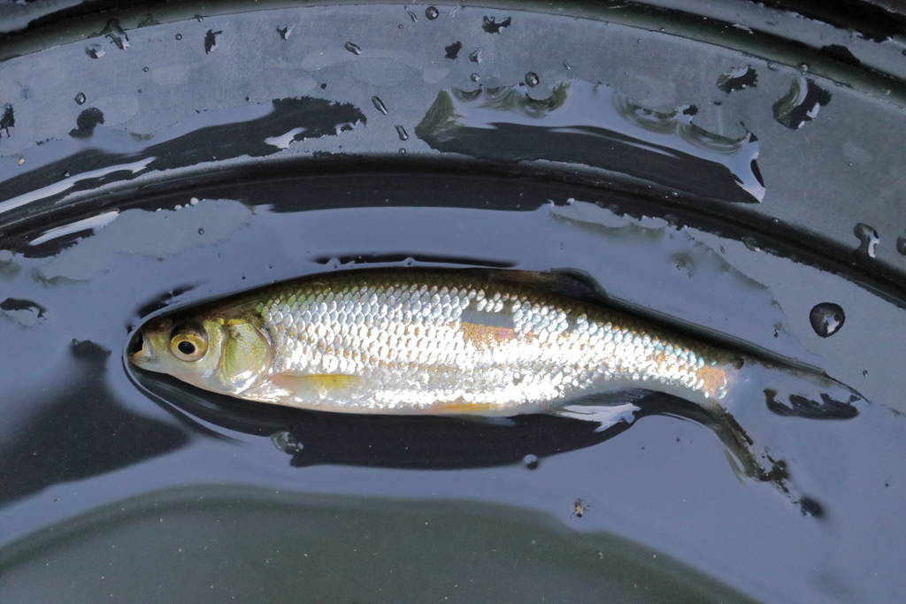Golden Shiner from Portage County, WI, USA on July 01, 2020 at 06:16 PM ...