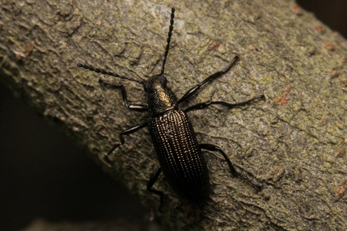 (Strongylium subcostatum)