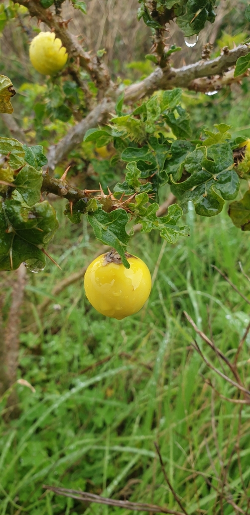 devil's-apple from Hallett Cove SA 5158, Australia on July 11, 2020 at ...