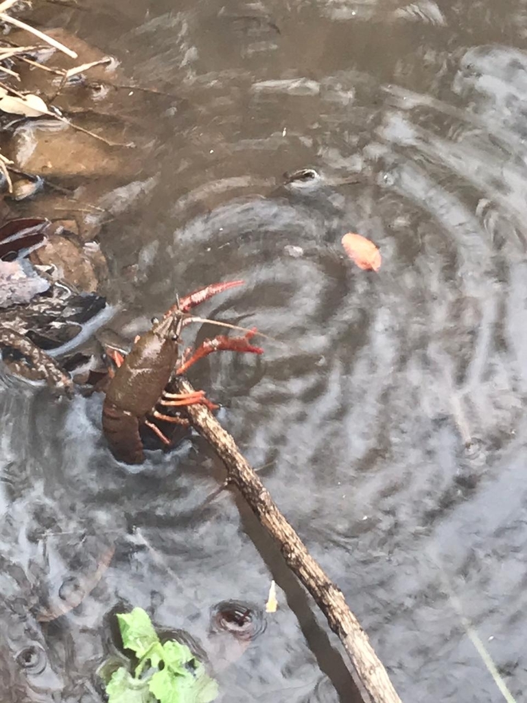Red Swamp Crayfish from Cananea, Son., México on July 7, 2020 at 06:31 ...