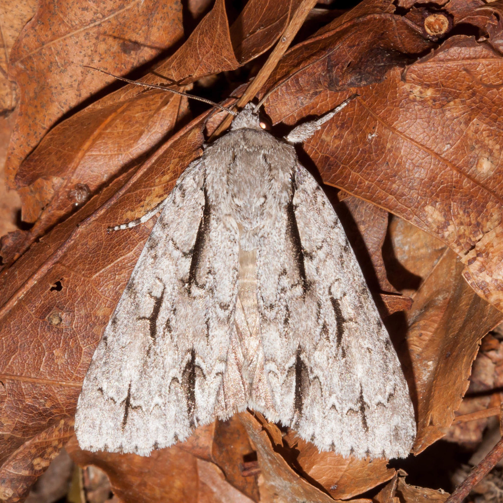 Greater Oak Dagger from Howard, Maryland, United States on June 8, 2017 ...