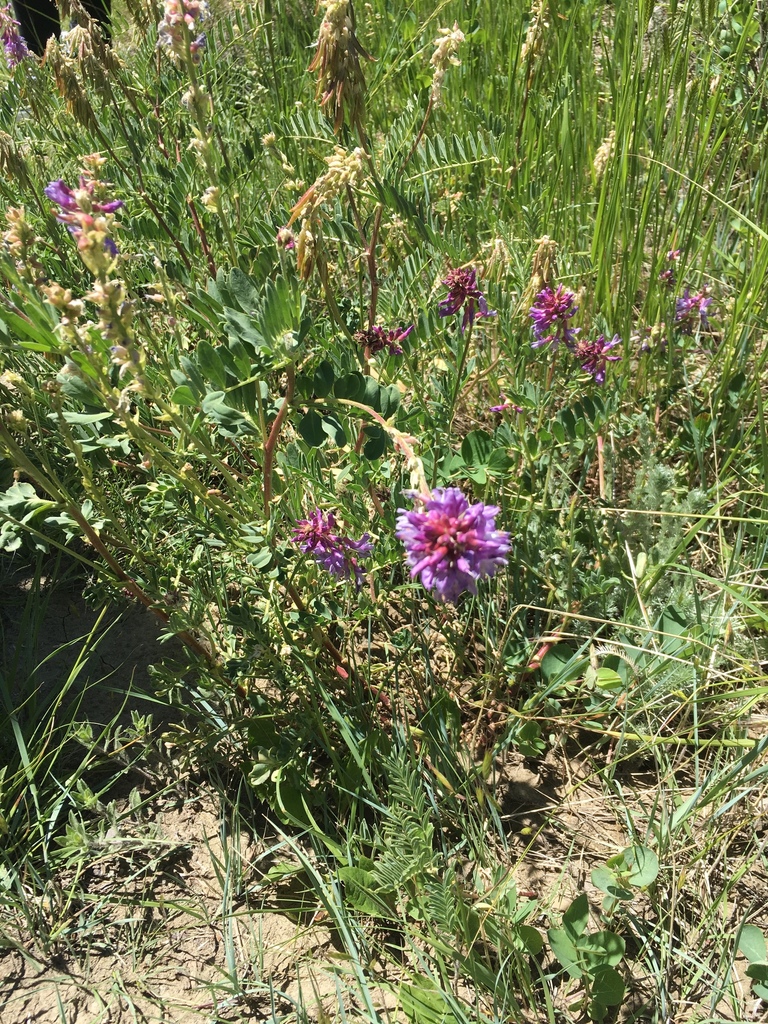 Two-grooved Milkvetch from Helen Schuler Nature Reserve, Lethbridge, AB ...