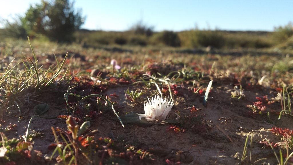 Roggeveld Hedgehog Lily from Namakwa, South Africa on May 10, 2019 at ...