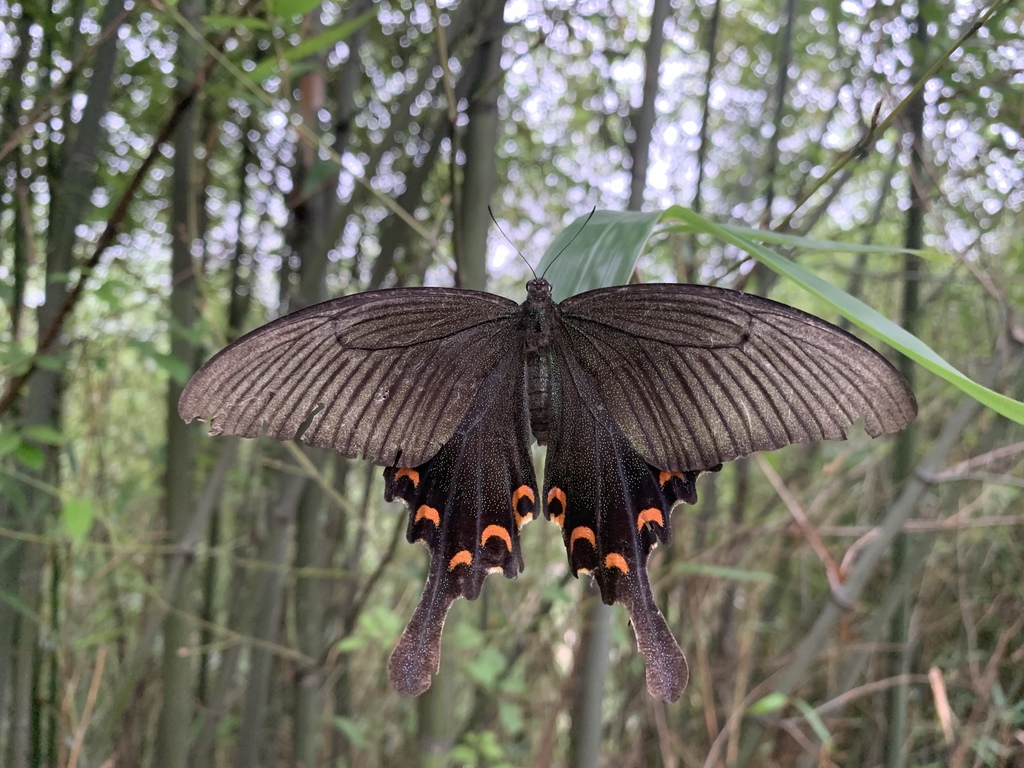 Chinese Peacock Swallowtail from Beibei, Chongqing, CN on July 11, 2020 ...
