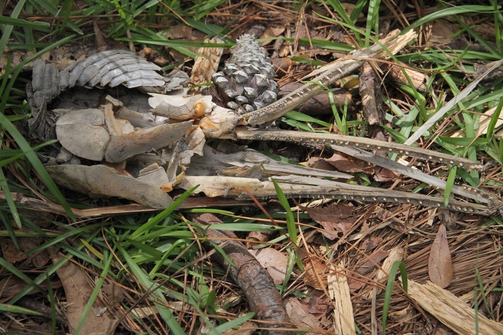 Longnose Gar in May 2017 by KL Burke. Dead; under a bald eagle's nest ...