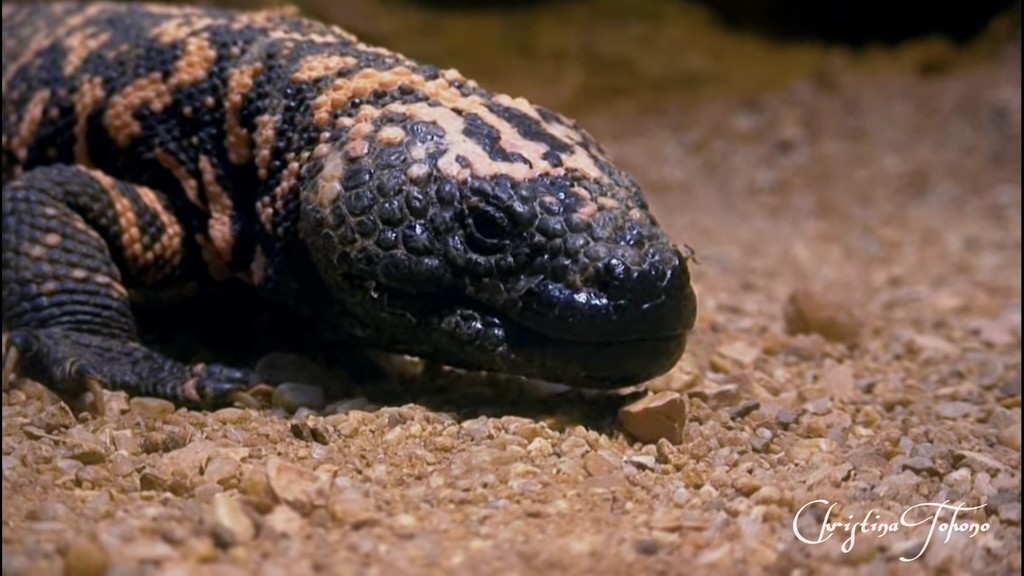 Gila Monster from Caborca Sonora on June 22, 2020 at 04:09 PM by ...