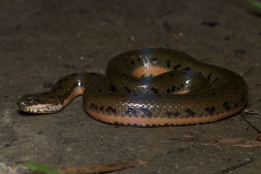 Chinese Water Snake from 八仙嶺郊野公園, 八仙嶺, 新界, HK on July 11, 2020 at 09:24 ...