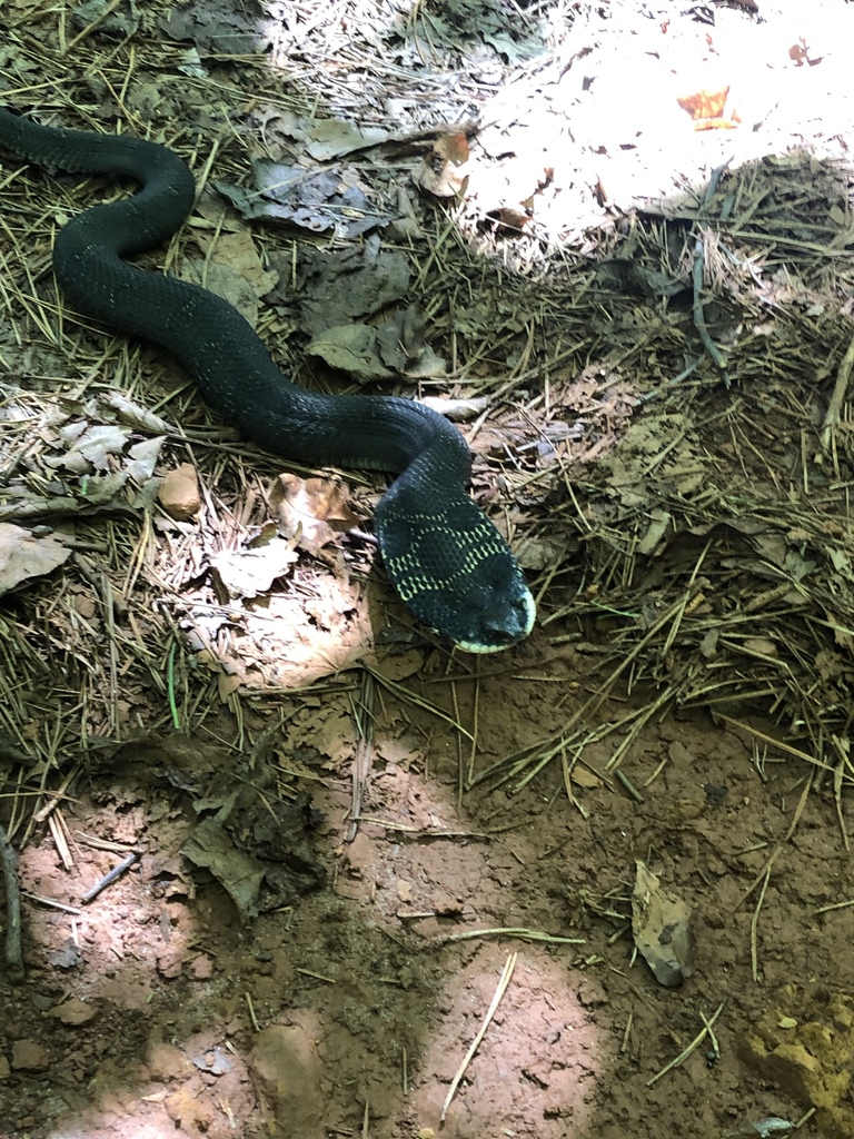 Eastern Hognose Snake from Chattahoochee-Oconee National Forests ...
