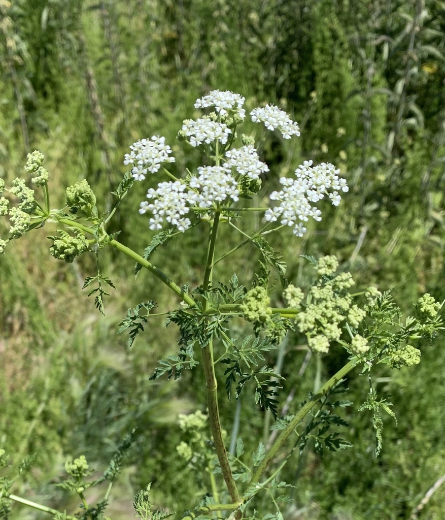 poison hemlock from Modoc National Wildlife Refuge, Alturas, CA, US on ...