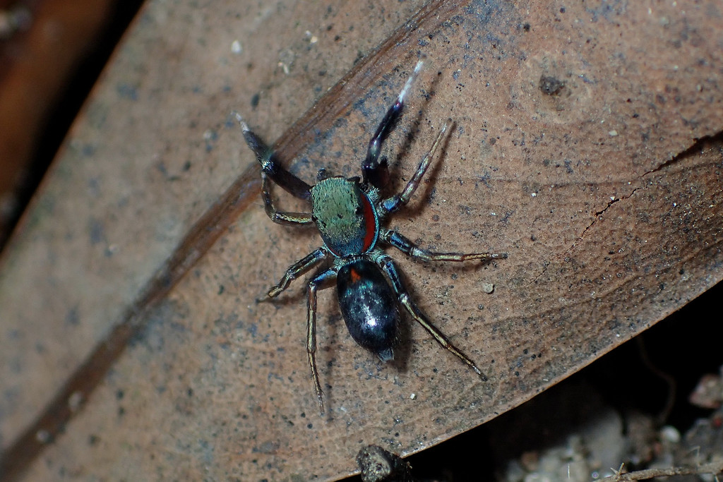 Jade Jumping Spider from 大帽山 on May 6, 2017 at 09:01 AM by WK Cheng ...