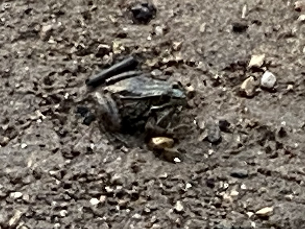 Wood Frog from Canby Park West, Wilmington, DE, US on July 11, 2020 at ...