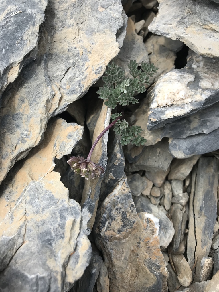 Toiyabe Spring Parsley from Lander County, US-NV, US on June 21, 2020 ...