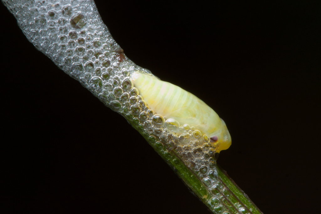 Spittle Bugs (Tilden Nature Area Nature Walk Guide - Wildcat Gorge ...