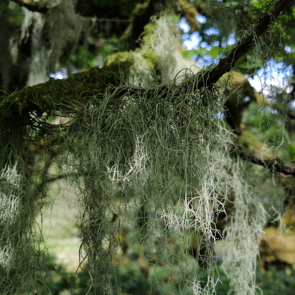 typical shield lichens from Devon, England, GB on July 12, 2020 at 10: ...