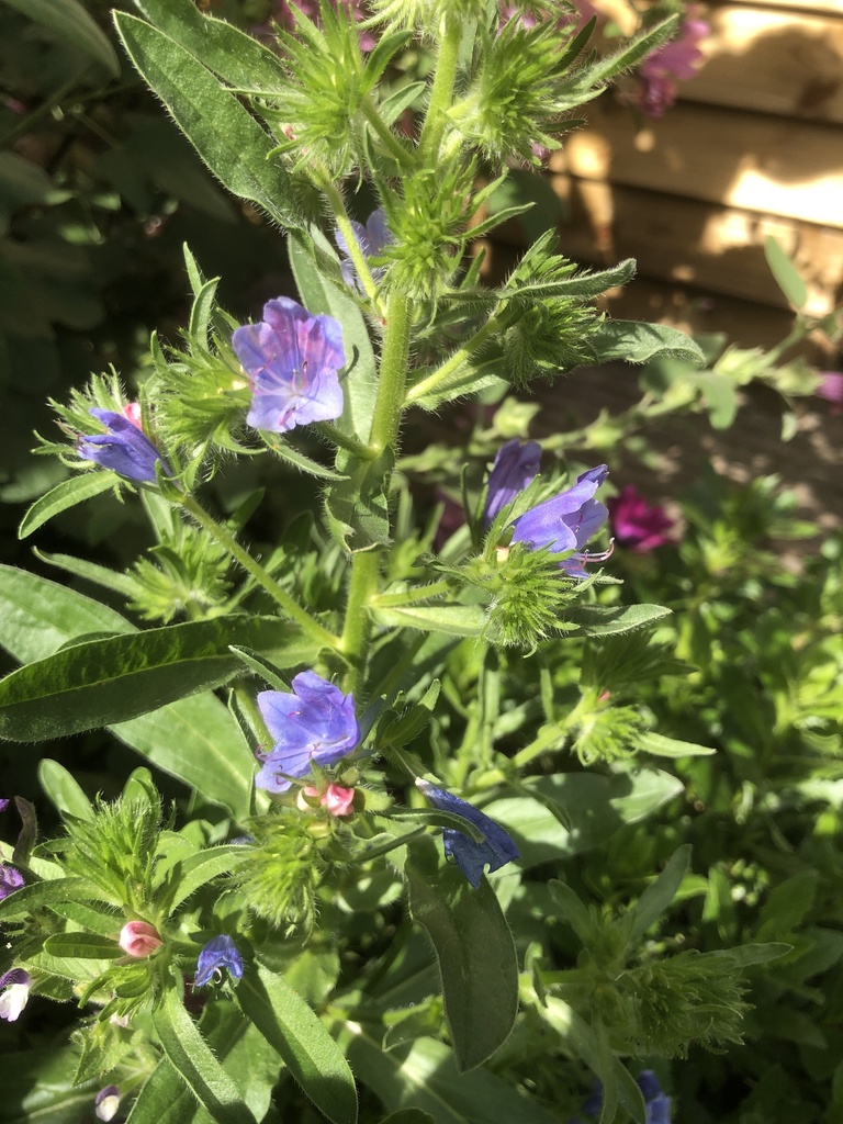 viper's-bugloss from Spreeuwenhof, Stadskanaal, Groningen, NL on July ...