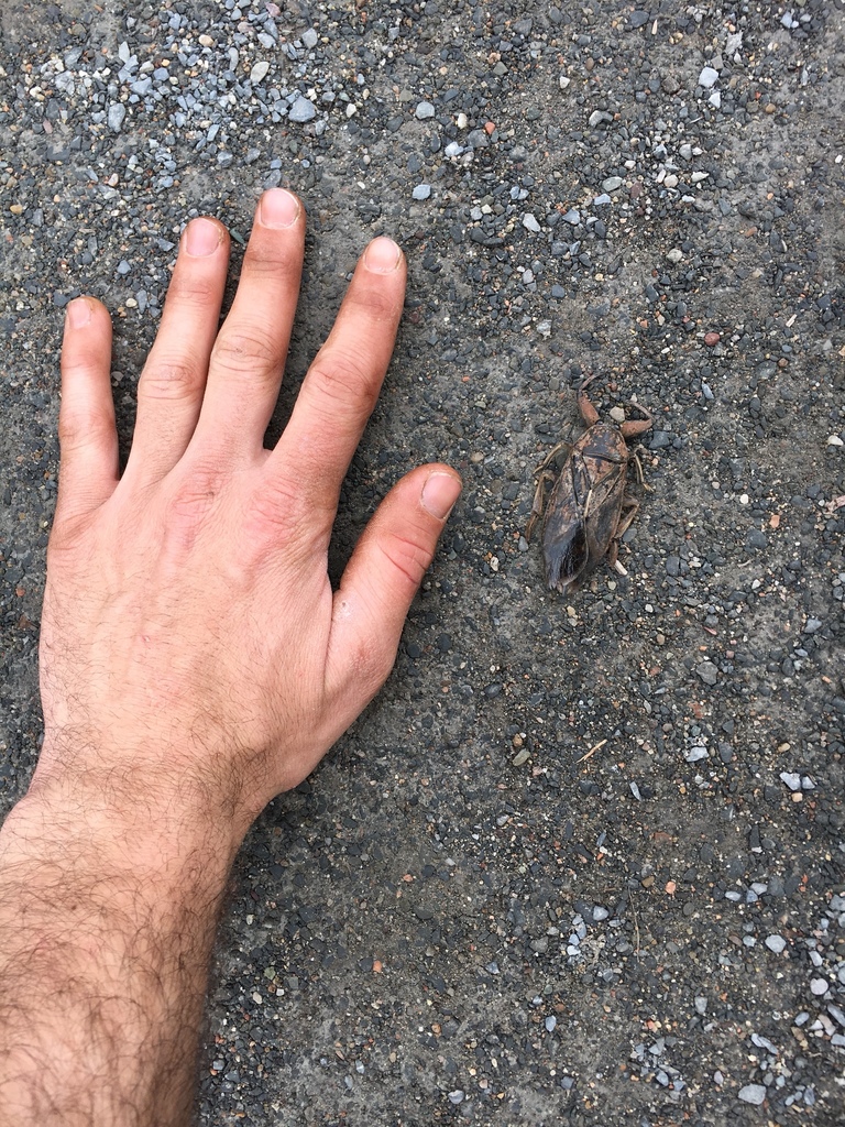 American Giant Water Bug from 2202 Route 102, Lincoln, NB, CA on May 17 ...