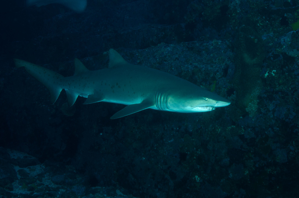 Sand Tiger Shark from South Solitary Island on July 12, 2020 by Ian ...