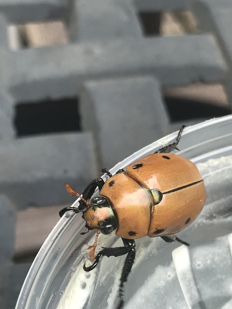 Grapevine Beetle from E Elm St, Villa Park, IL, US on July 12, 2020 at ...