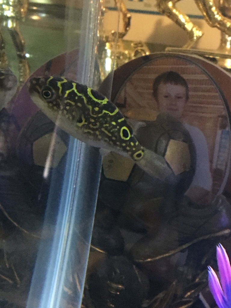 Eyespot Puffer from 4856 Spring Valley Rd, Lorena, TX, US on June 12 ...