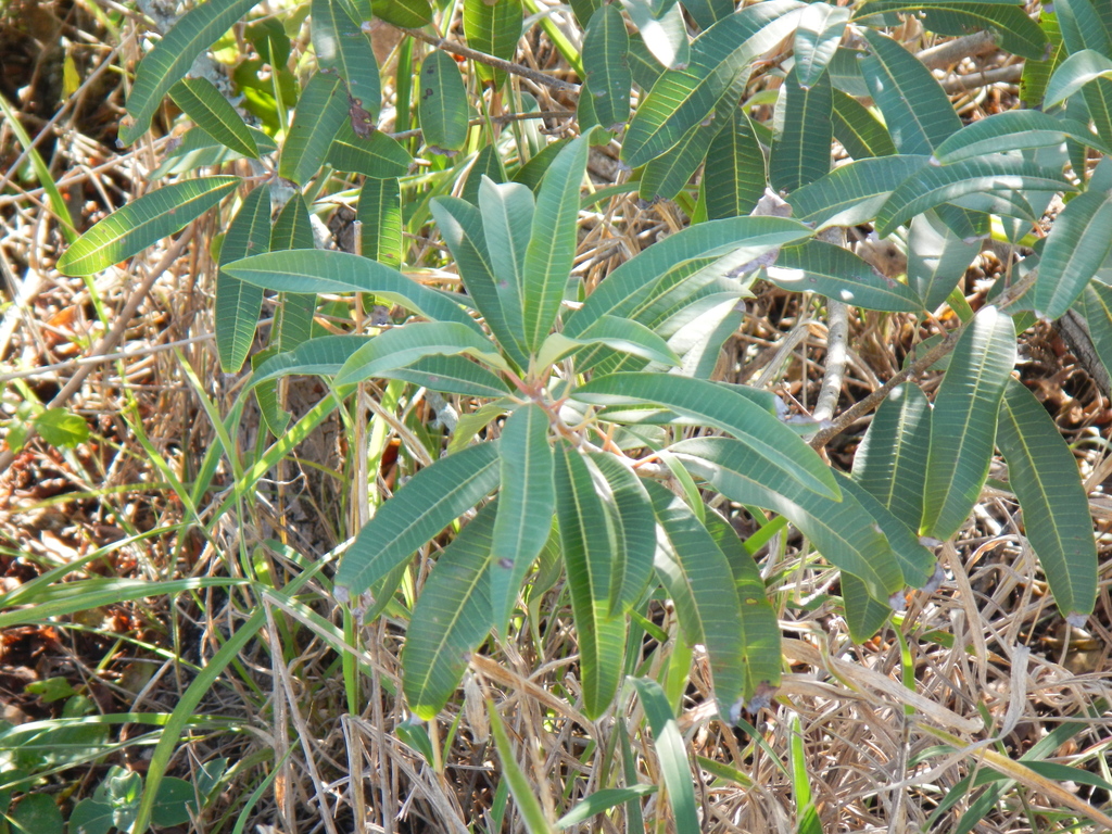 Weeping resintree from North Uthungulu, South Africa on May 26, 2017 at ...