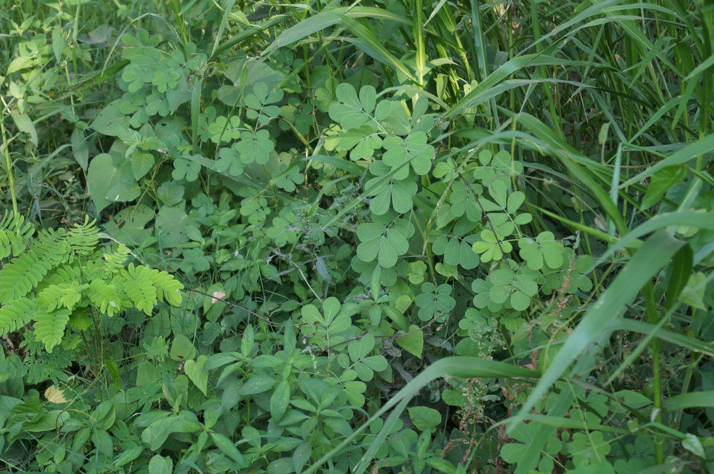 American Sicklepod from Desarrollo Urbano Tres Ríos, 80020 Culiacán ...